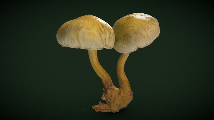 Fungi 3D models - Sketchfab