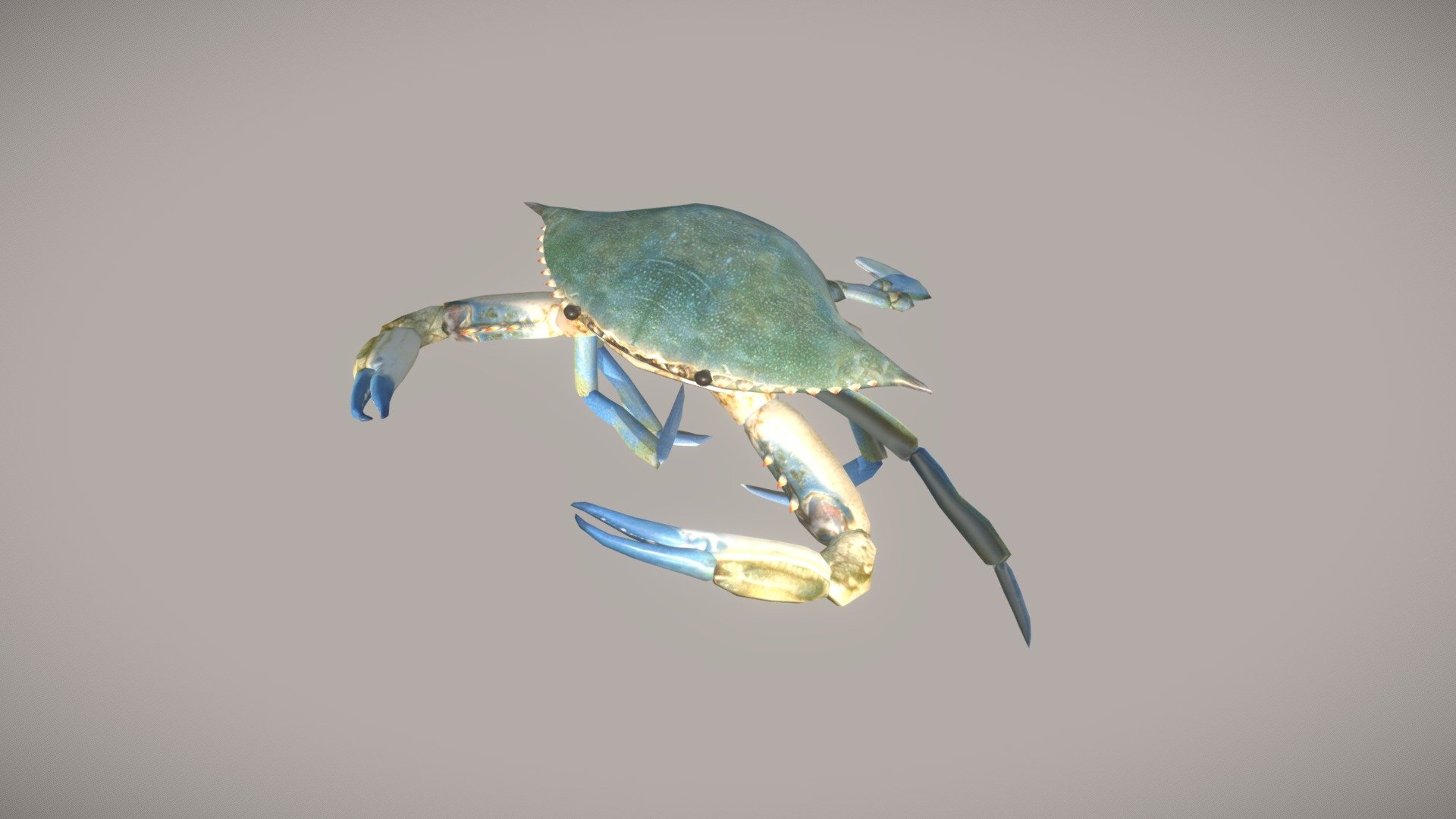 Louisiana Blue Crab - 3D model by Adam Prejean (@adamprejean) [294883c ...