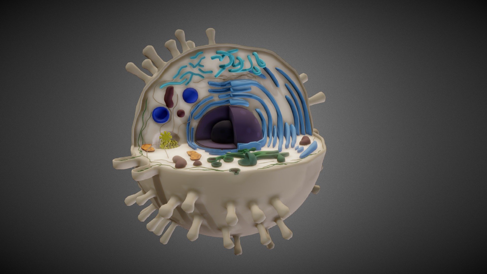 Celula - 3D model by claudiopo [29496f4] - Sketchfab