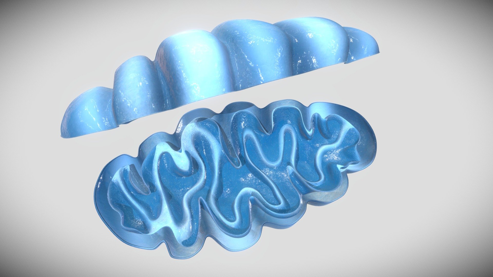 mitochondria - 3D model by Inky Vogue (@theinkyvogue) [294f448] - Sketchfab