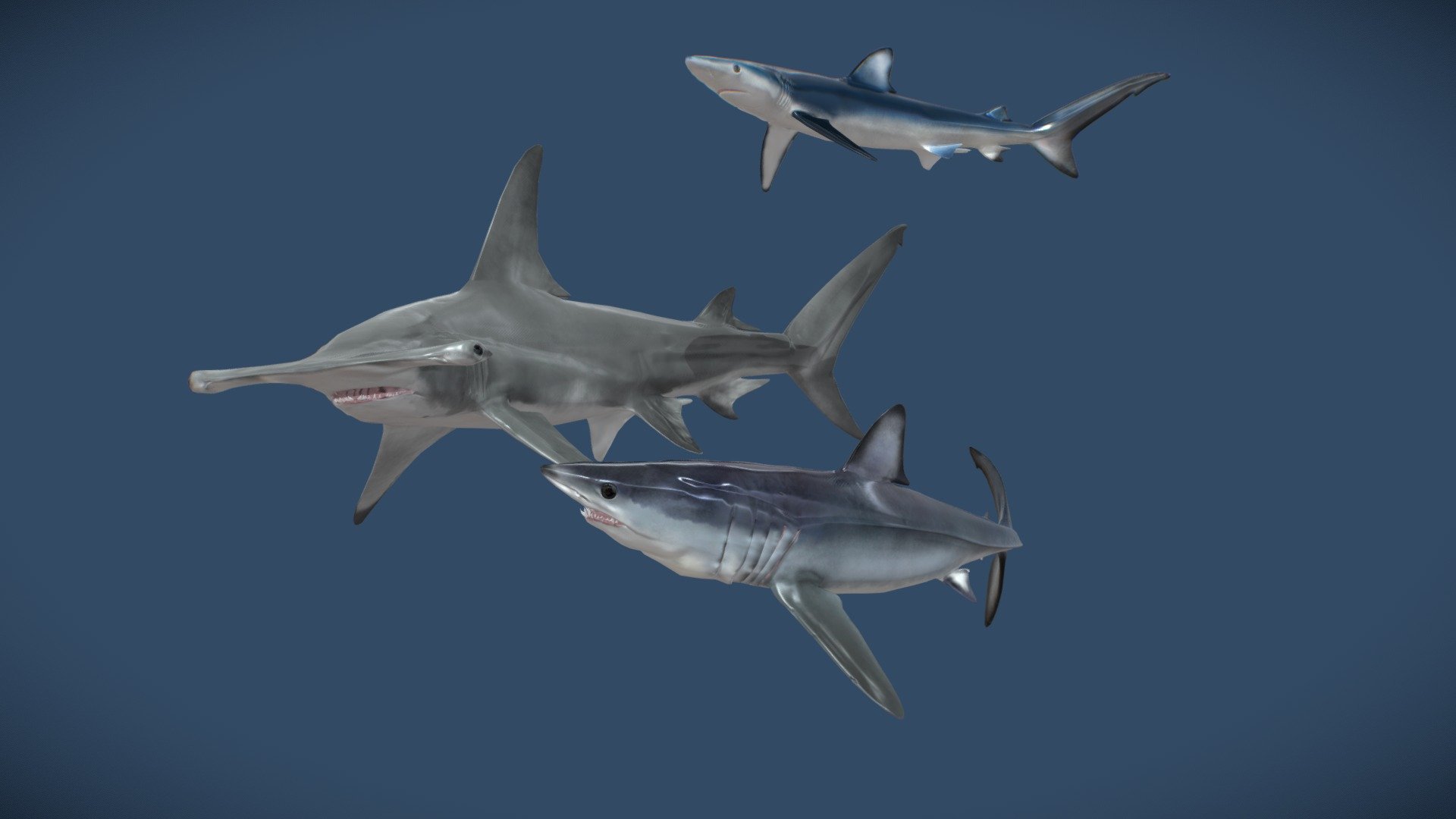 Sharks display - 3D model by Major (@majorgalah) [29517fd] - Sketchfab