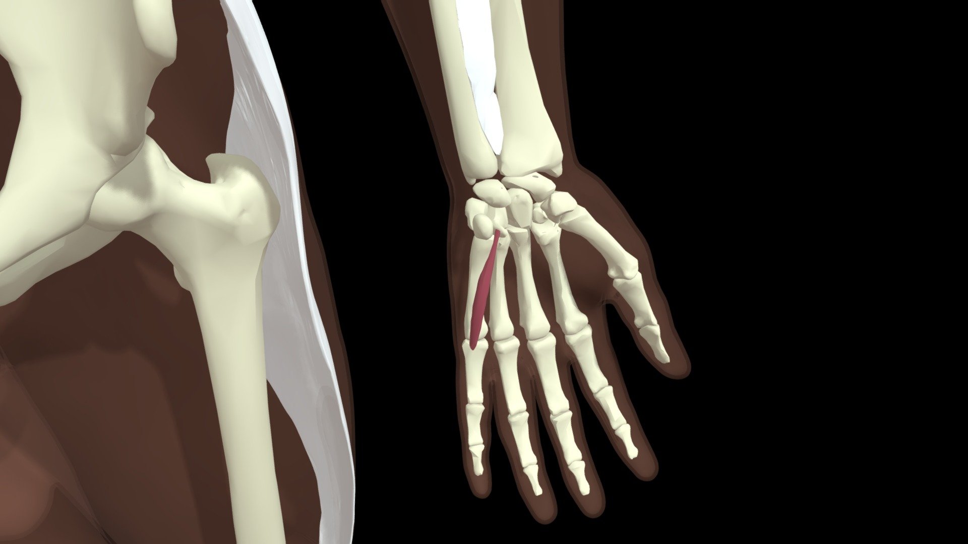 Flexor Digiti Minimi Brevis - Download Free 3D model by Mary ...