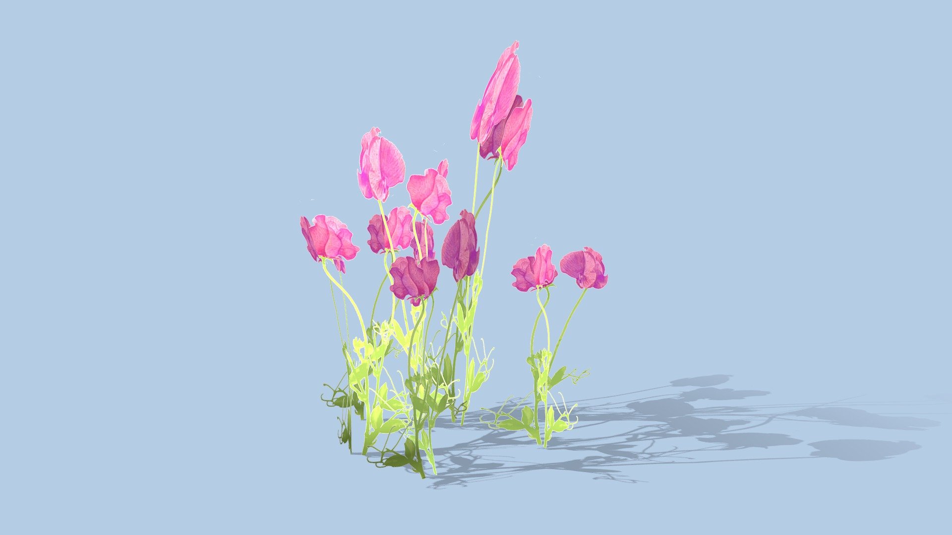 57 Sweet Pea - Download Free 3D model by cailenlp [29647af] - Sketchfab
