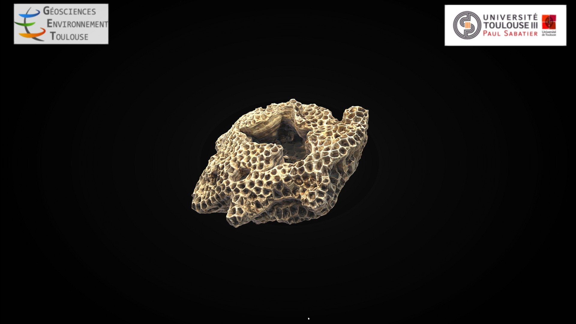 corail tabulé - Download Free 3D model by Marc de RAFELIS (@derafelis ...