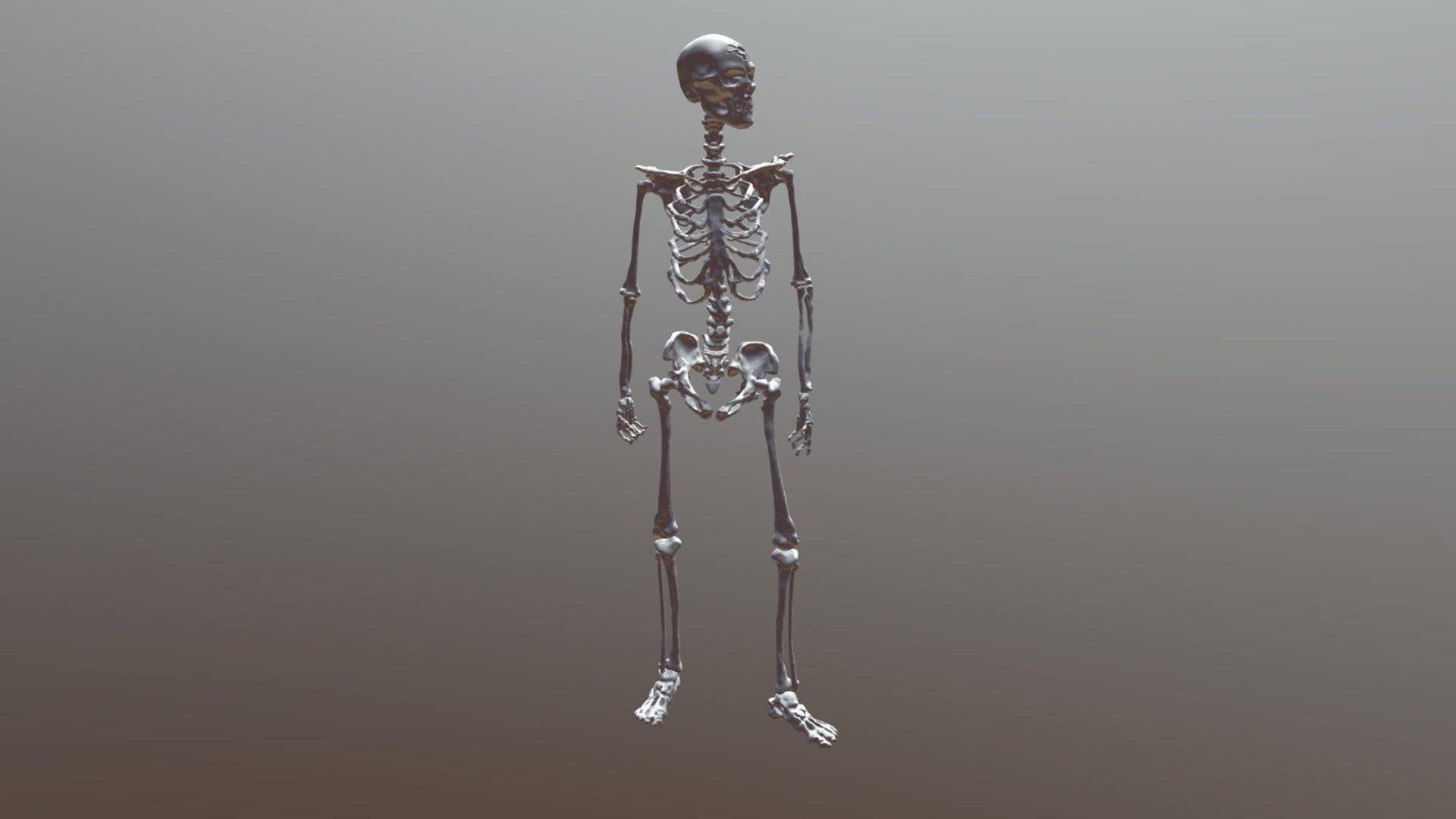 skeleton base - 3D model by doodlok [296b0d5] - Sketchfab
