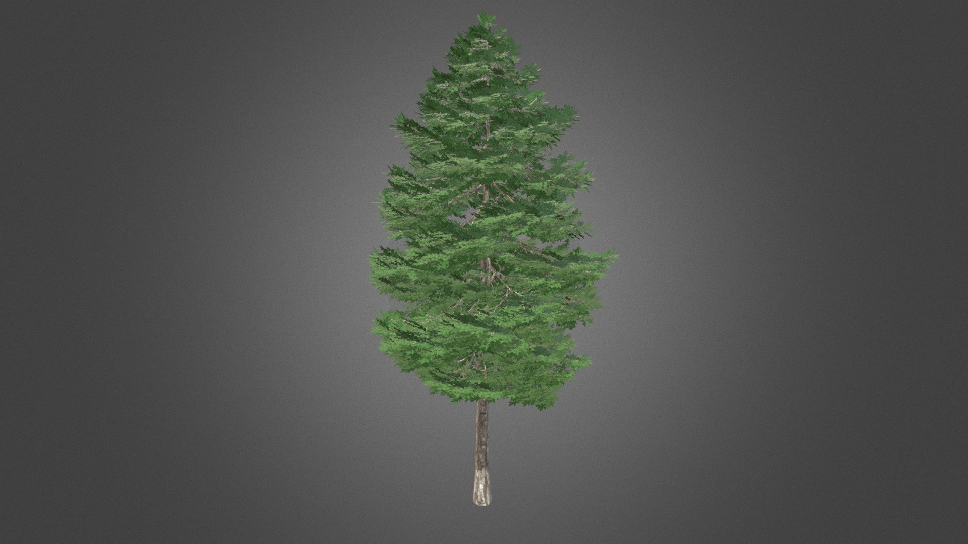 Pinus - 3D model by Rodri (@rodrigodelpozo99) [2974763] - Sketchfab