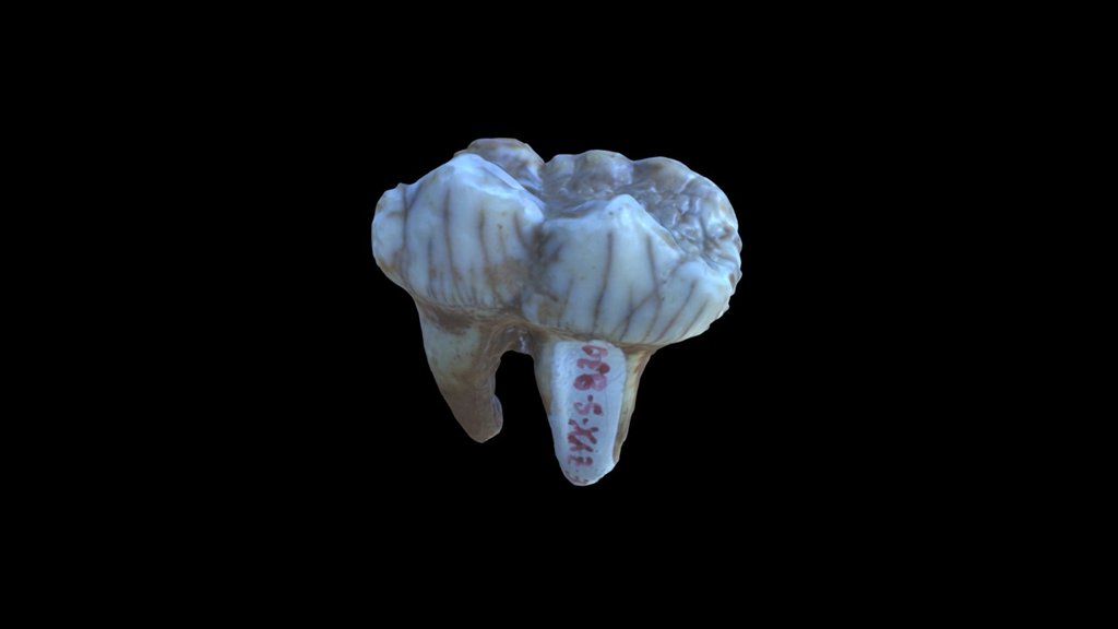 Molar - 3D model by Instituto Universitario de Xeoloxía ...