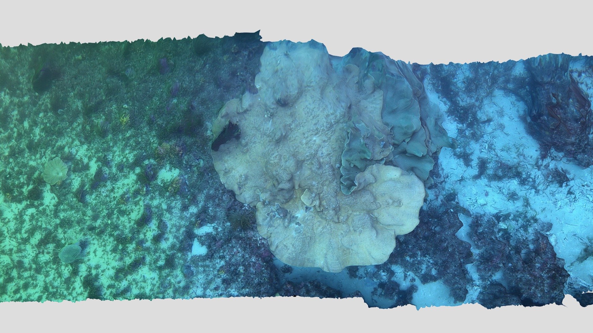 Disc Coral in Geographe Bay National Park Zone - Download Free 3D model ...