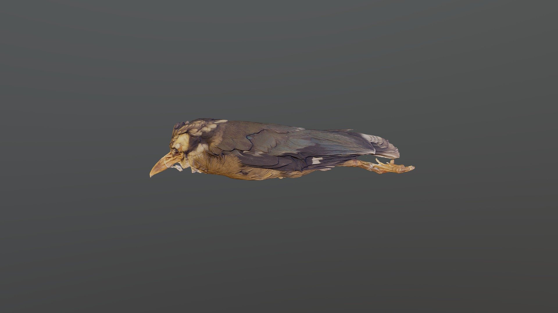 Blue Pitta - Pitta cyanea - Download Free 3D model by MooreLab [2980417 ...