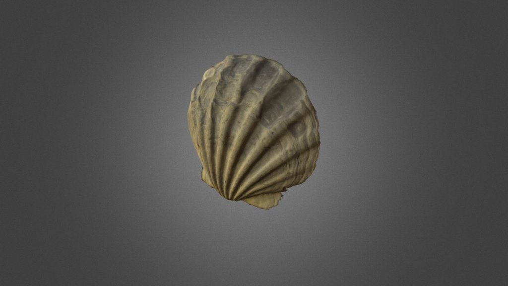 Shell Model - 3D model by Brad Erickson (@brerick) [29844b5] - Sketchfab