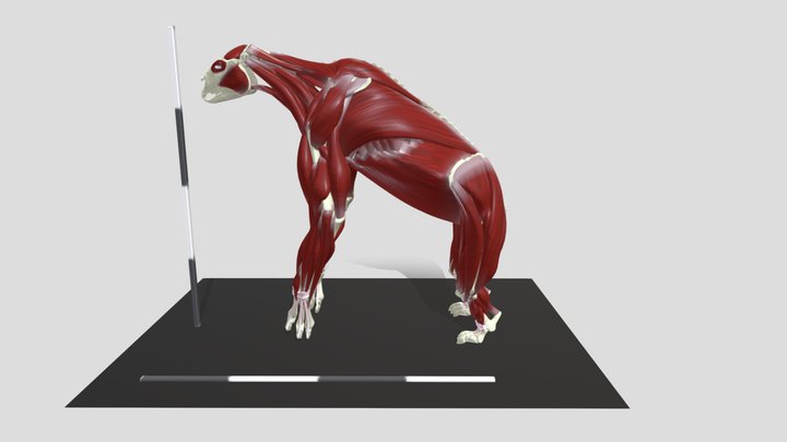 Chalicotherium 3D models - Sketchfab