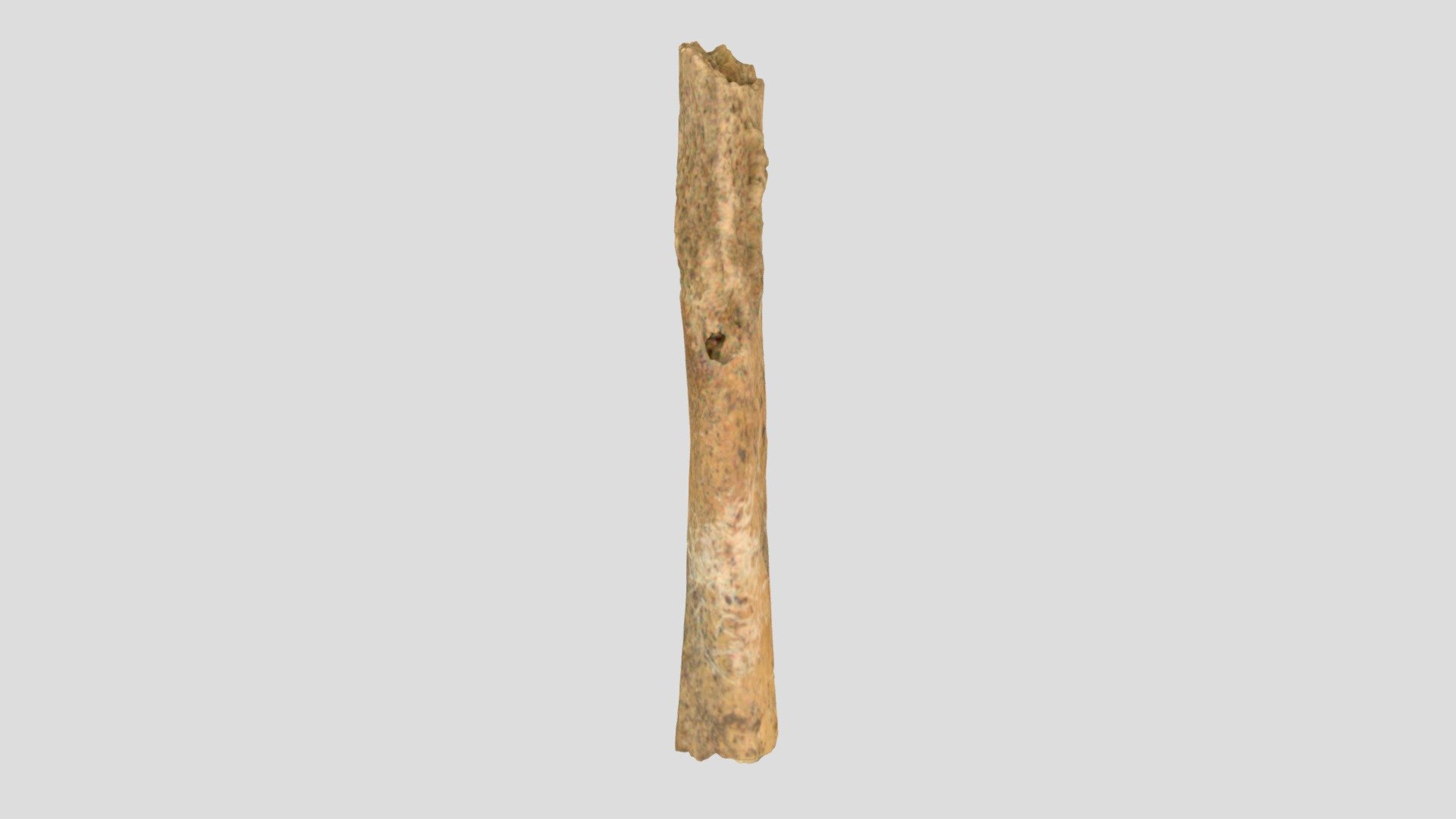 CA-187 humeral diaphysis - 3D model by r.j.gilmour [29903d3] - Sketchfab