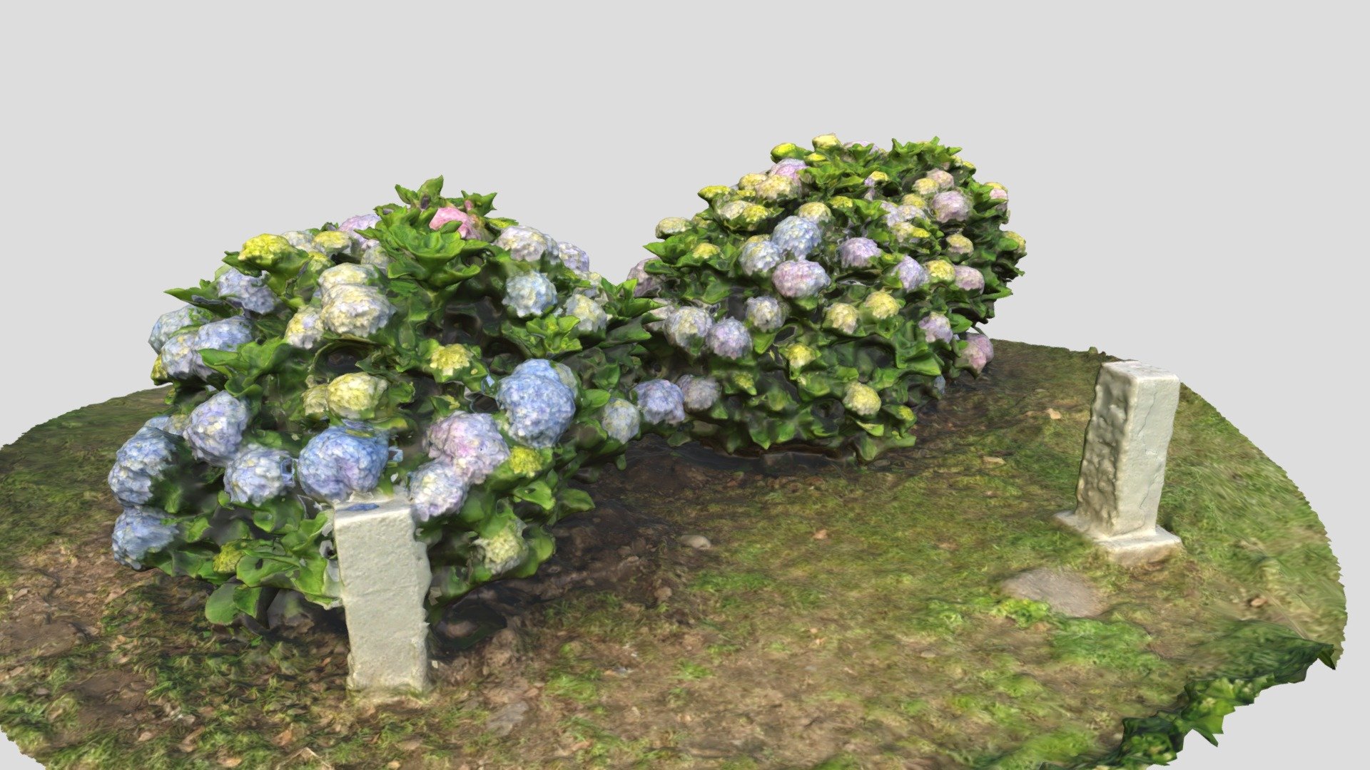 紫陽花（Hydrangea） - Download Free 3D model by givemegohan [2990c5d] - Sketchfab