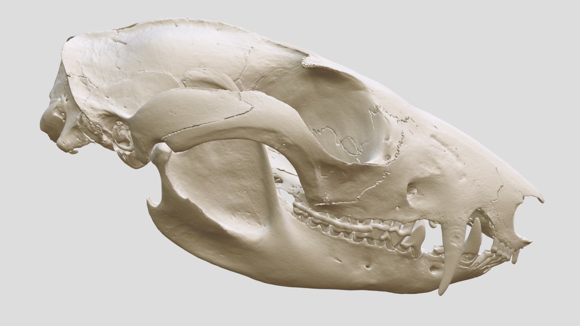 Caluromys lanatus (MSB:Mamm:56998) - 3D model by Biodiversity [2991592 ...