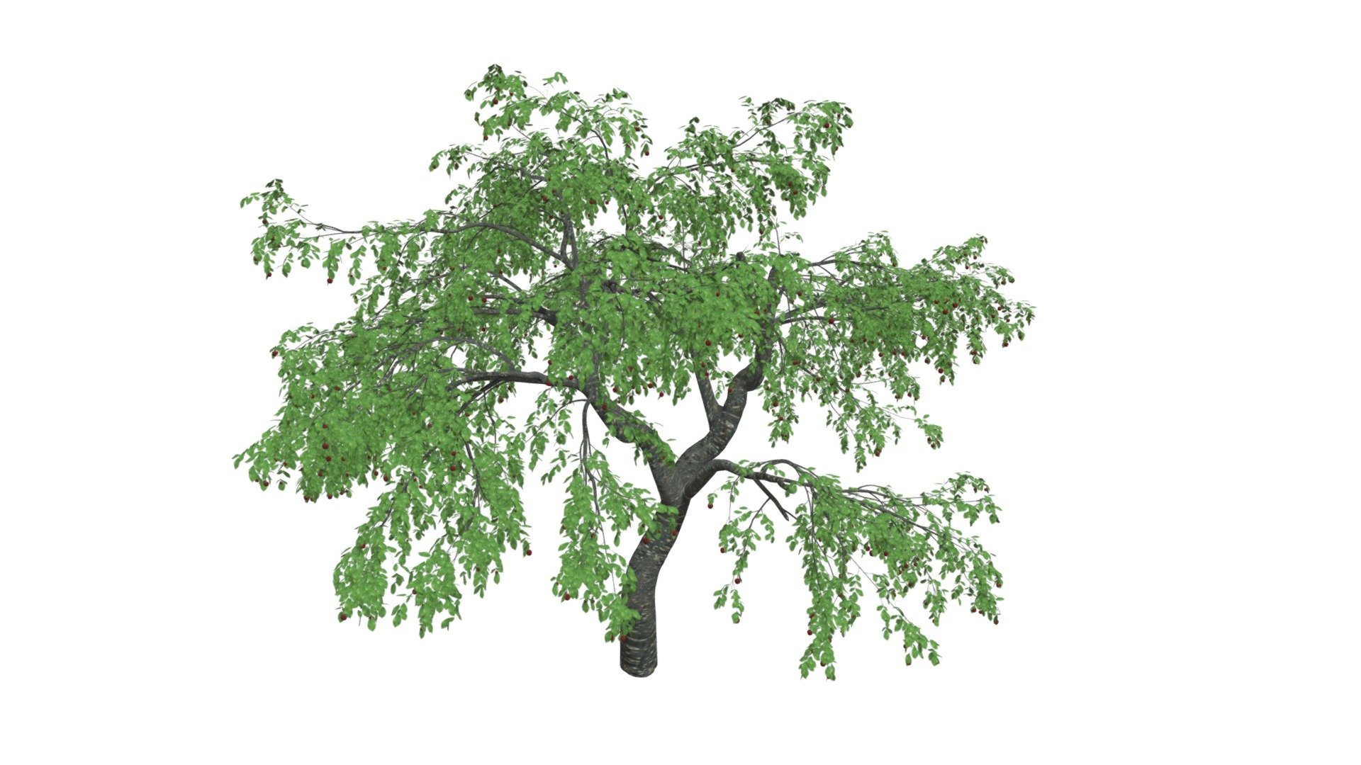 Cherry Tree #01 - Buy Royalty Free 3D model by meshshape [2992a1b ...