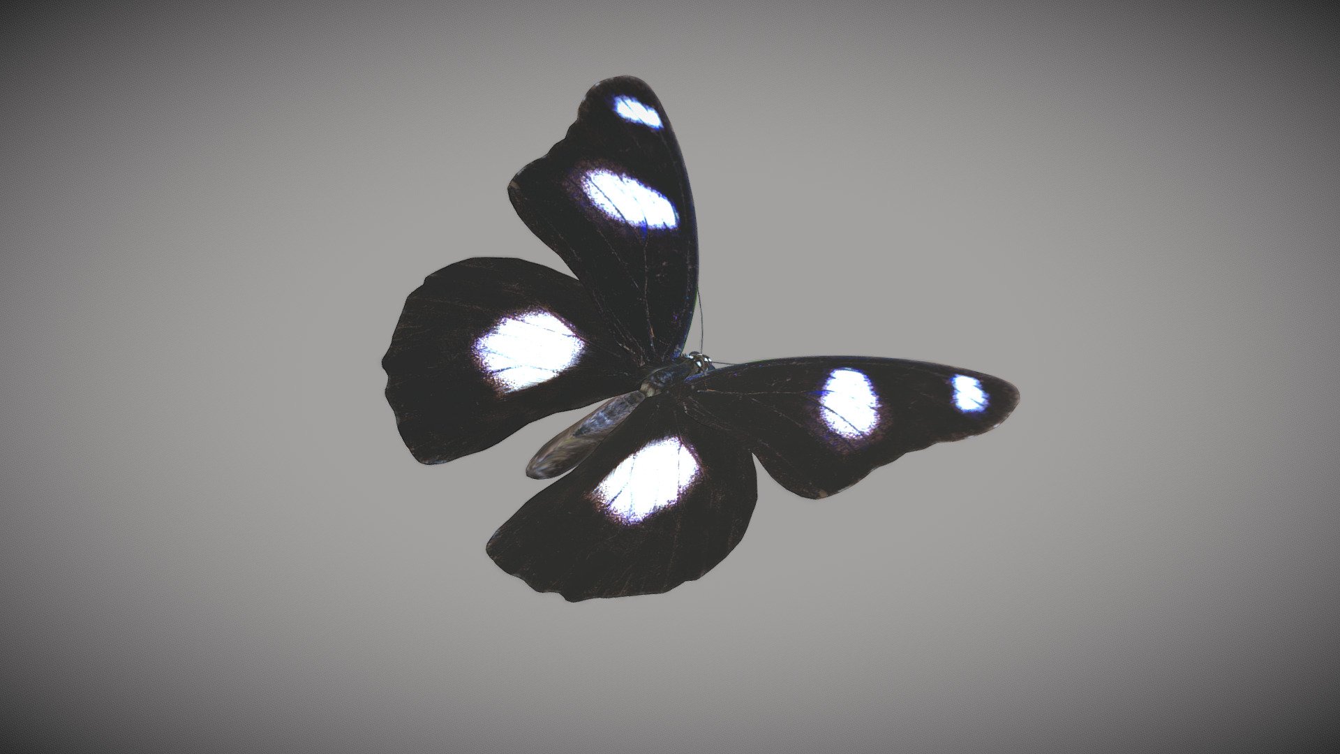 Danaid Butterfly - Download Free 3D model by eb78 (@E.A.Cornell ...