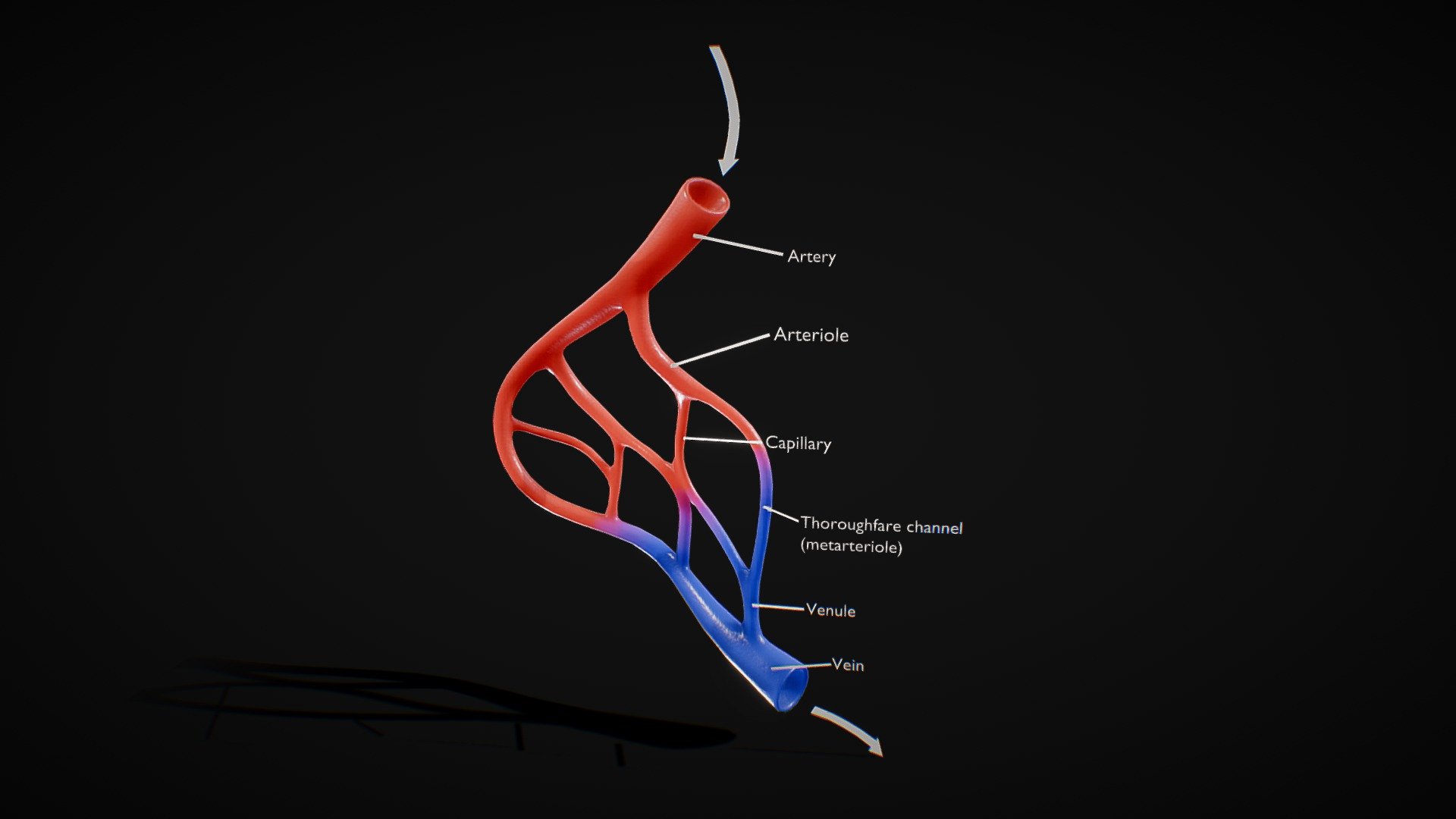 Blood Vessel Anatomy - Buy Royalty Free 3D model by Nima (@h3ydari96) [29ac546] - Sketchfab Store