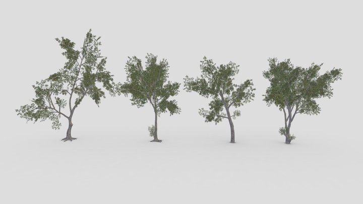 3d-conocarpus 3D models - Sketchfab