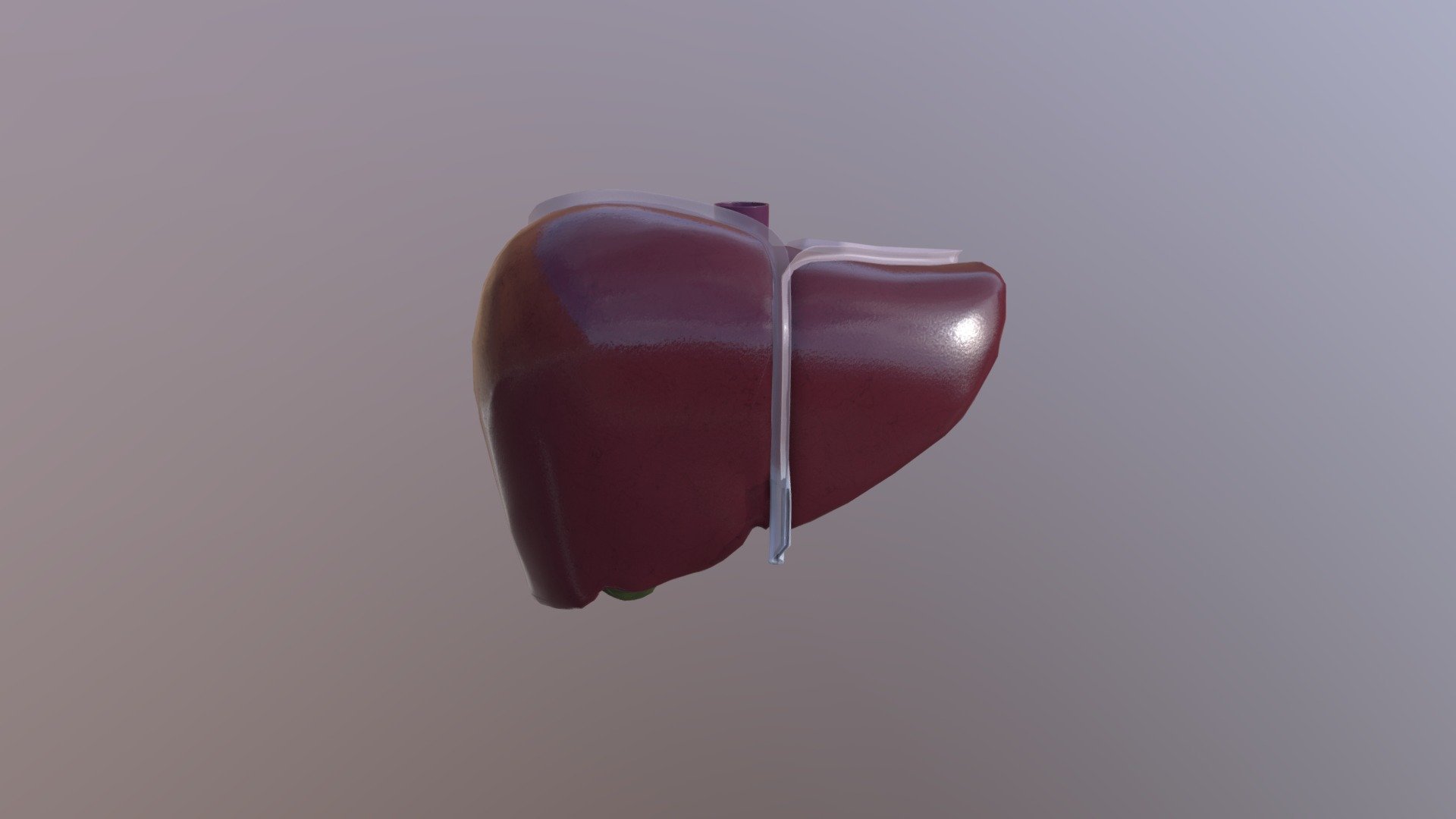 vrscopy - Liver - 3D model by bukowscy [29b2dab] - Sketchfab