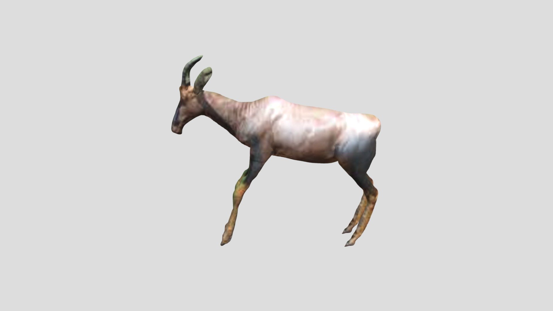 Topi (Rigged) - Download Free 3D model by Animalmuseum [29b3124 ...