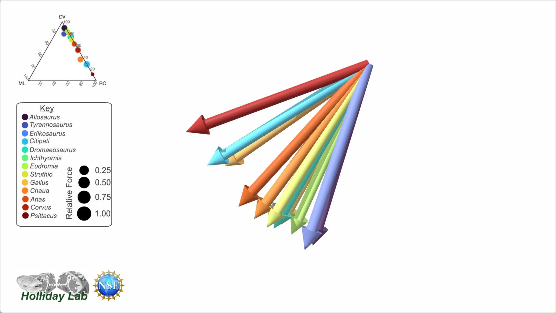 Dinosaur MAMP Evolution Vector Bouquet - Download Free 3D model by ...