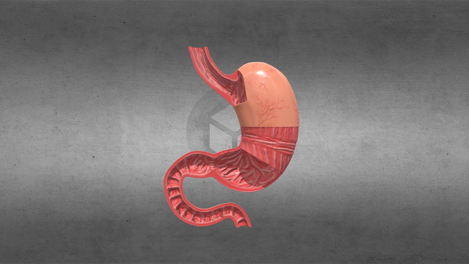 Stomach - Download Free 3D model by SAIKIRAN PANDHINA (@SAIKIRAN ...
