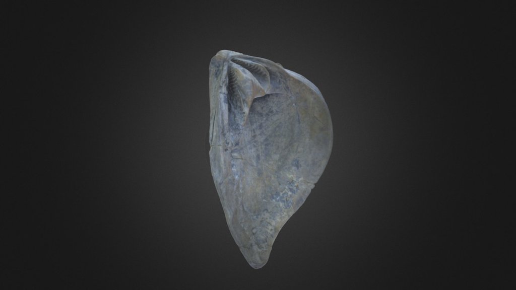 Trigonia sp. - Download Free 3D model by Steinkern [29bee06] - Sketchfab
