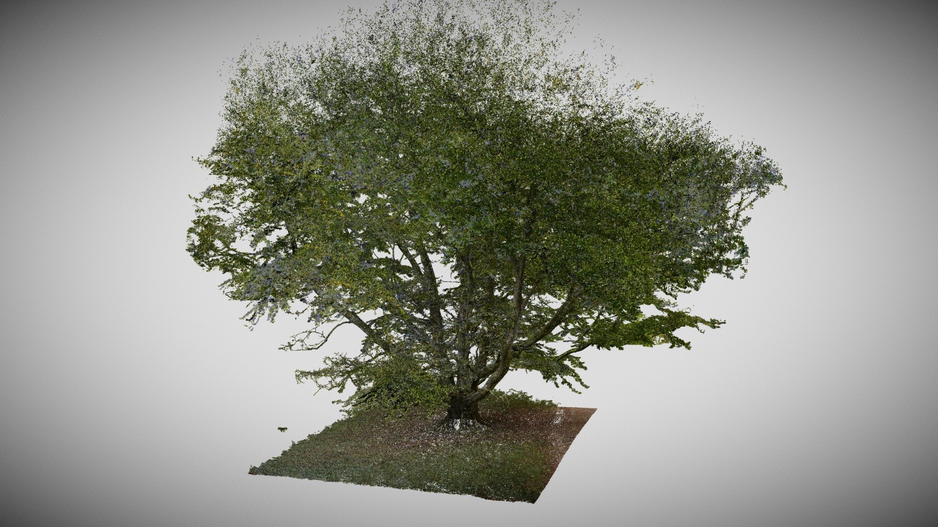 Beech tree in Wytham Woods for BBC Countryfile - Download Free 3D model by kungphil [29c25bf ...