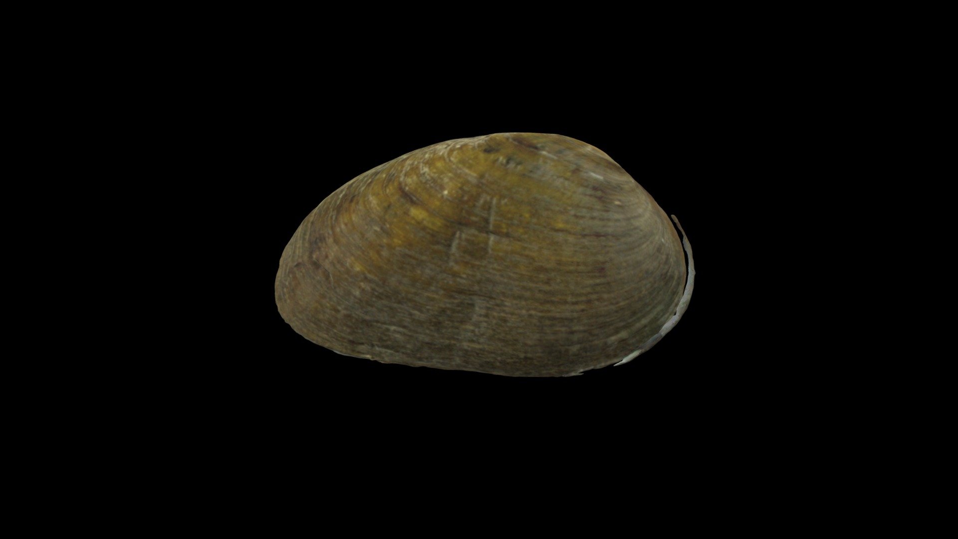 Kidney-shell - Download Free 3D model by atolin [29c63ce] - Sketchfab
