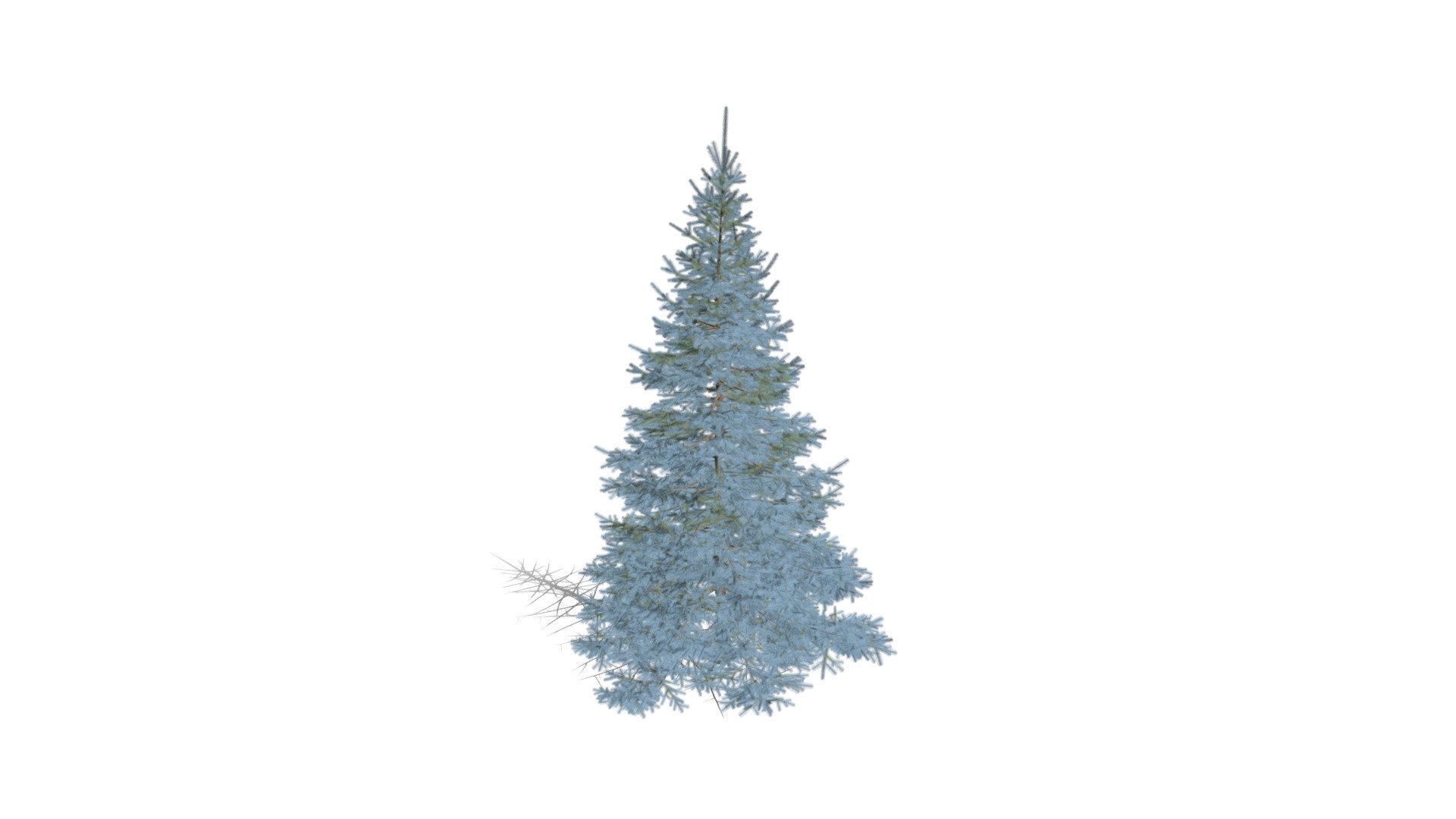 Realistic HD Colorado Blue spruce (7/43) - Buy Royalty Free 3D model by ...