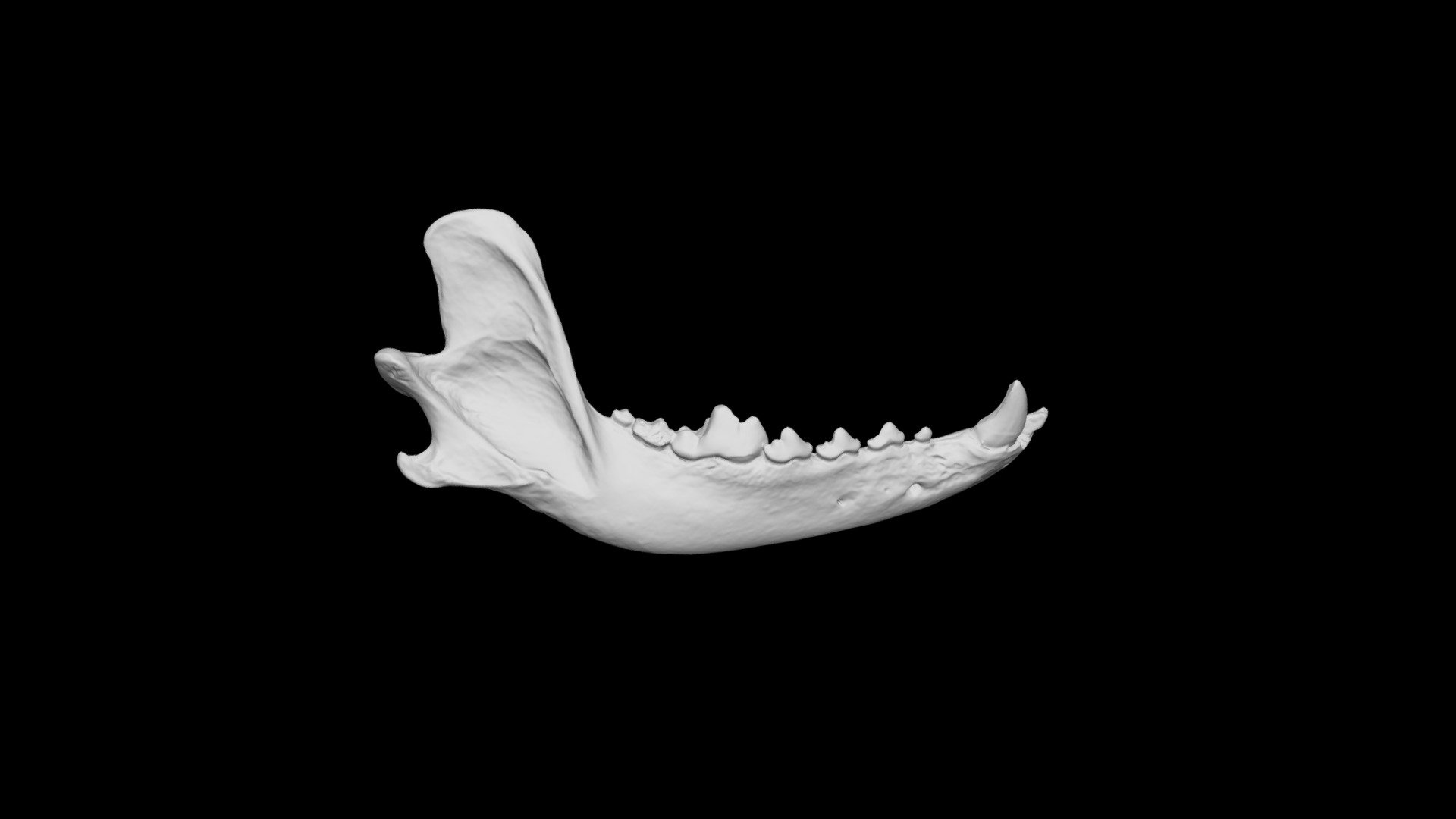 Dog mandible, right - 3D model by Dr. Bobick's Virtual Anatomy Lab ...
