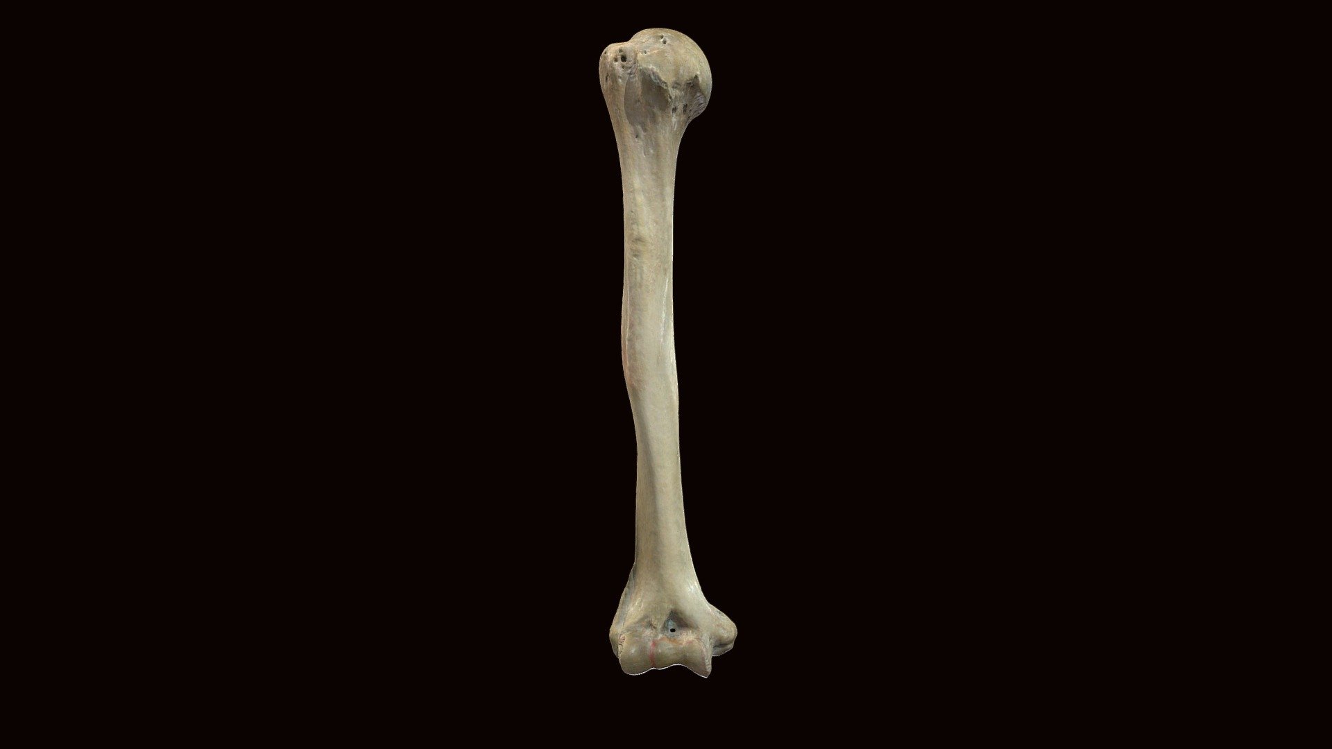 Humerus / Húmero - 3D model by Gonzalo Matzner (@Anatomical3DModels ...