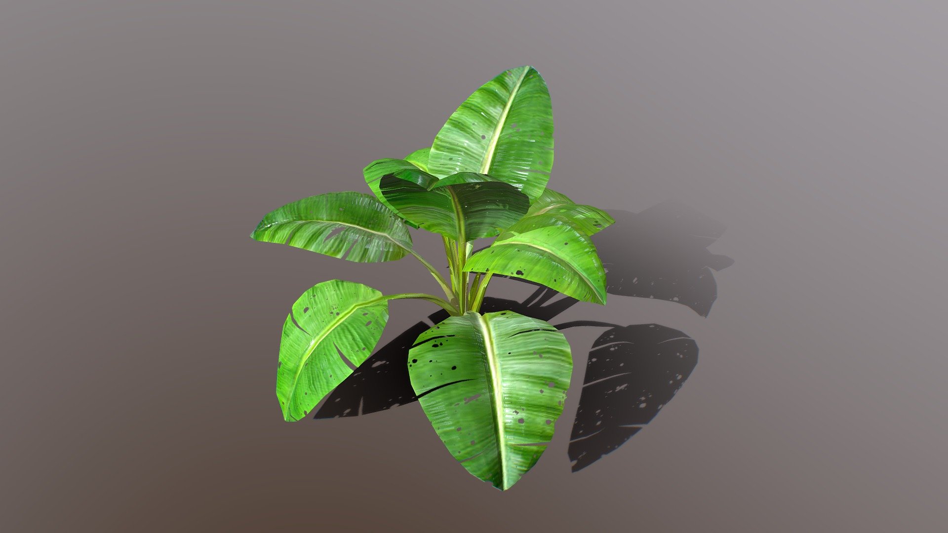 Plant - 3D model by linogermano [29d5e96] - Sketchfab