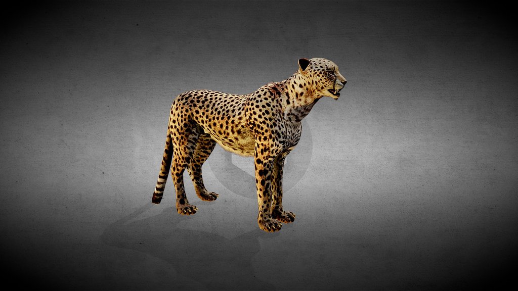 cheetah - A 3D model collection by Anurag.Shinde - Sketchfab