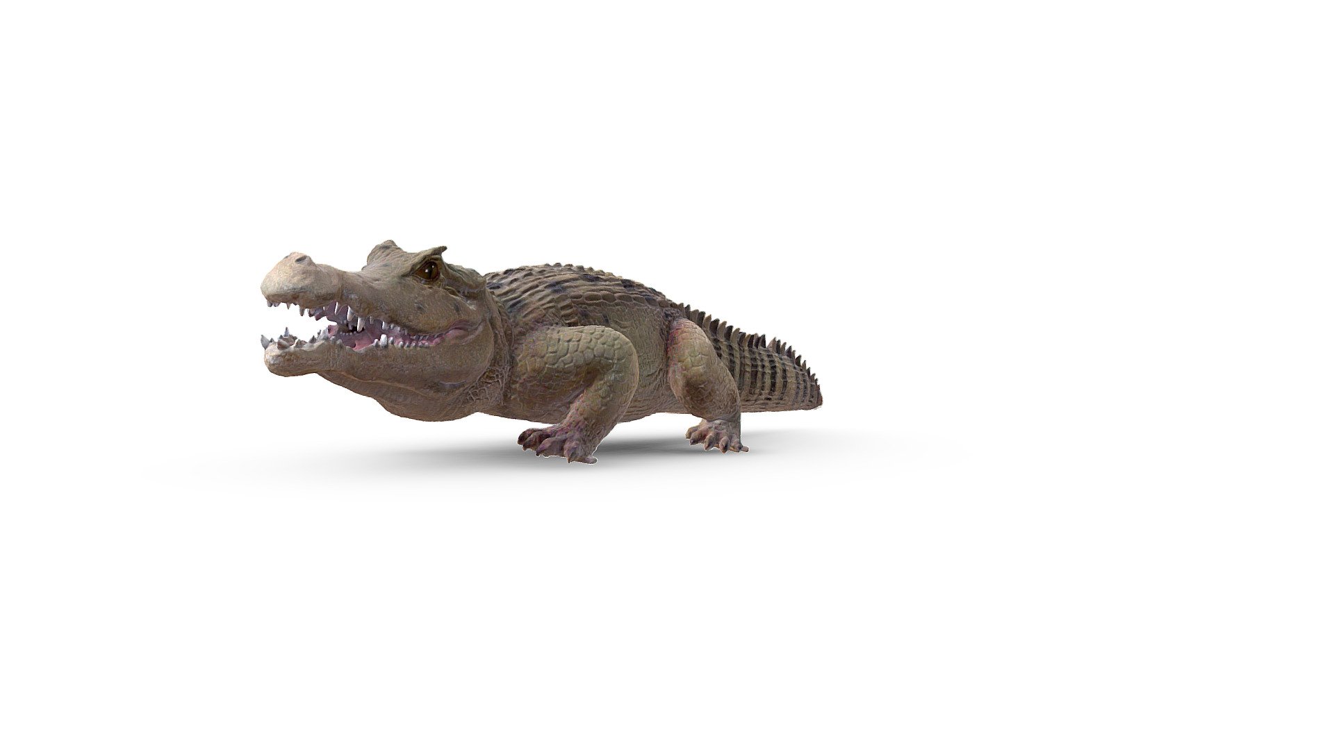 Caiman-Alligator - 3D model by TheInteriorGallery [29e1be5] - Sketchfab