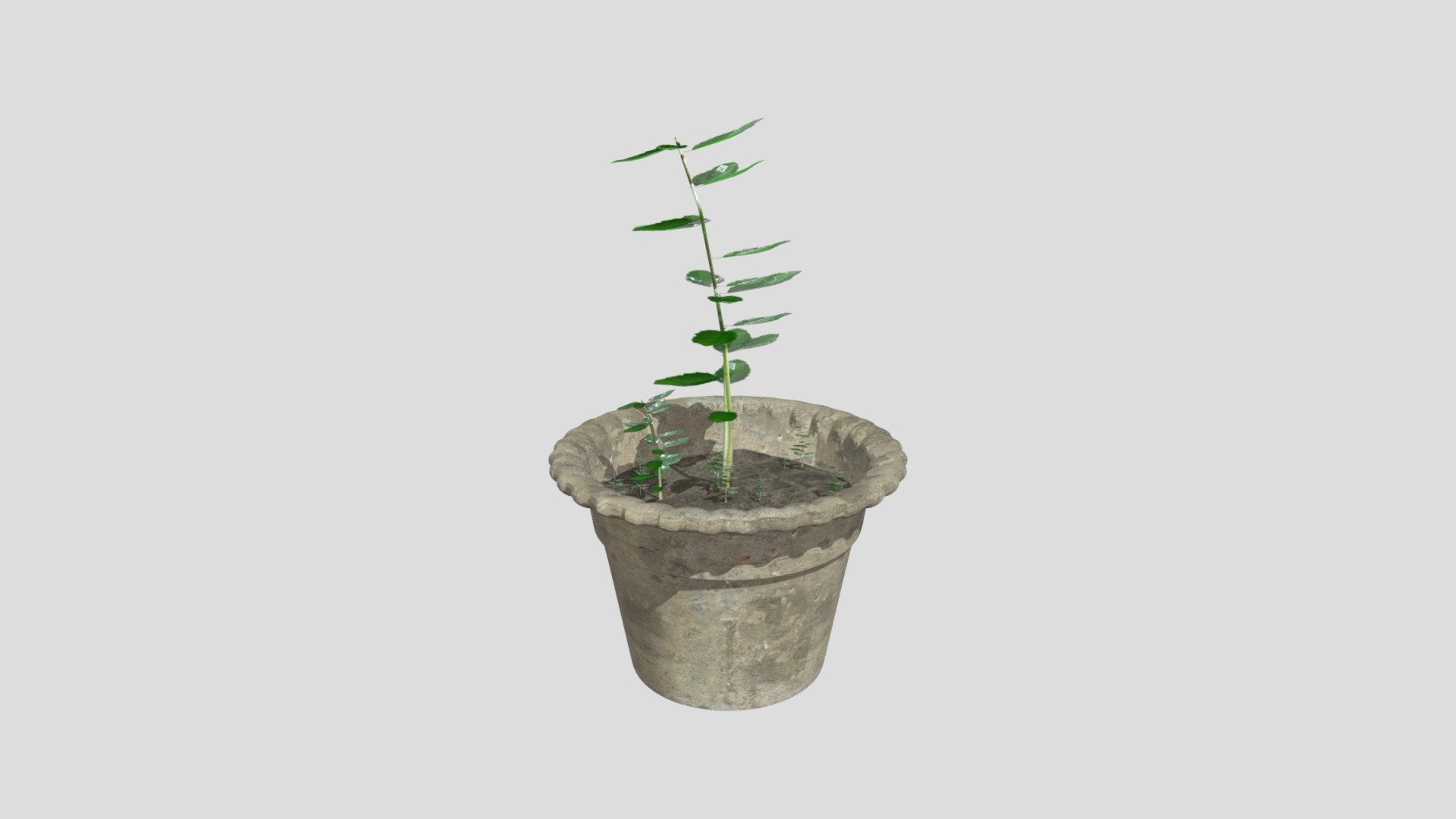 Tulsi Tree on a cement tub - Download Free 3D model by Prakash ...