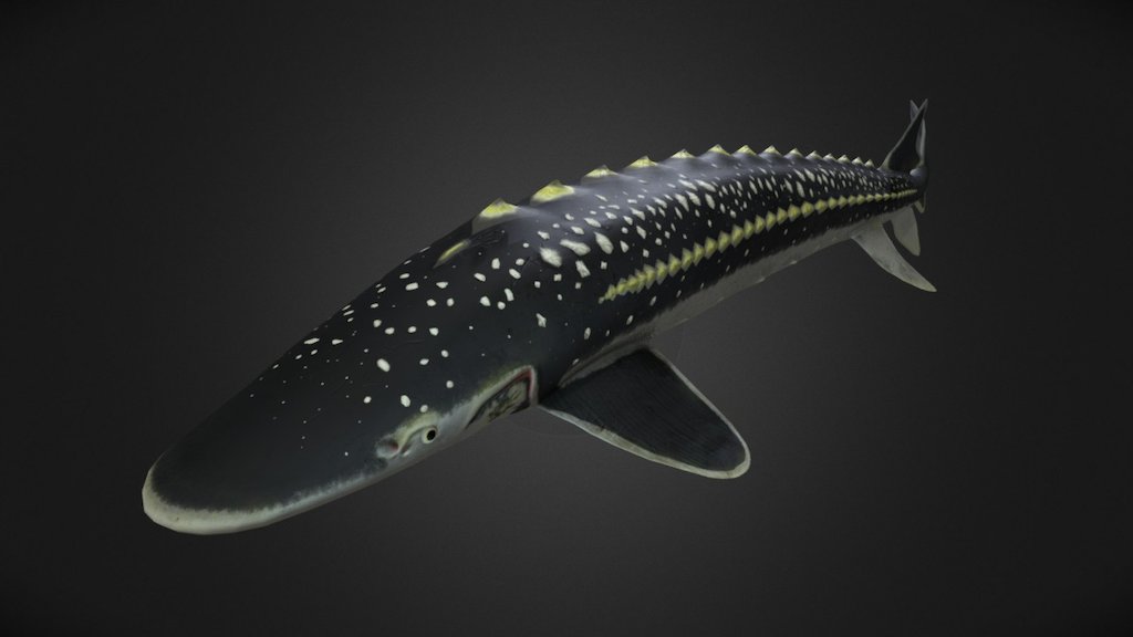 Diamond Sturgeon - 3D model by AmberSilcock (@silcockamber) [29e23ec ...