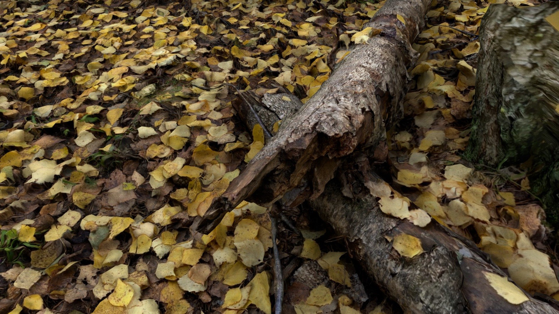 Ground covered with leaves fallen tree scan - Download Free 3D model by ...