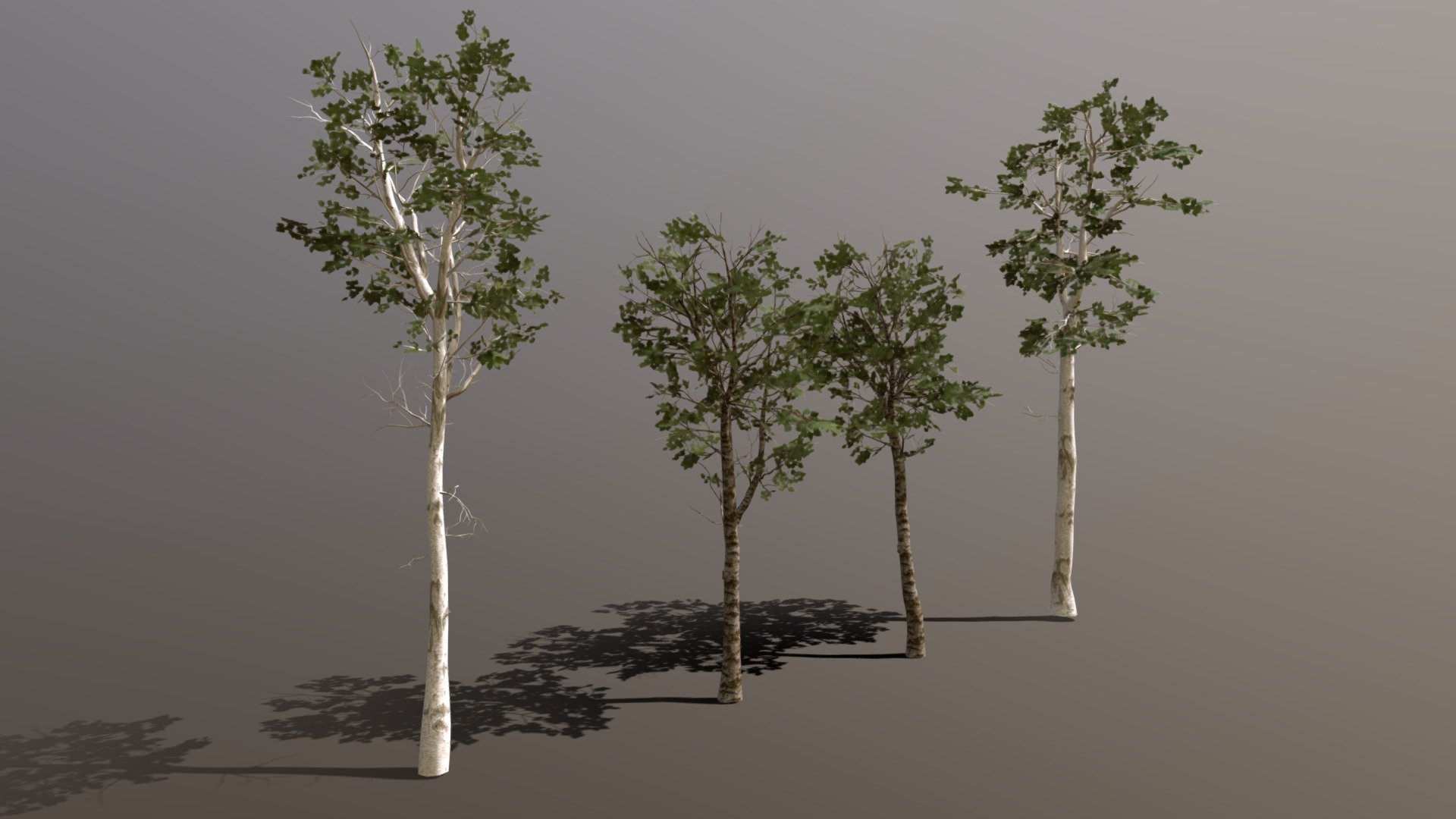 Birch Trees - 3D model by Fadhil Farook (@PhantomPheonix) [29f3793 ...