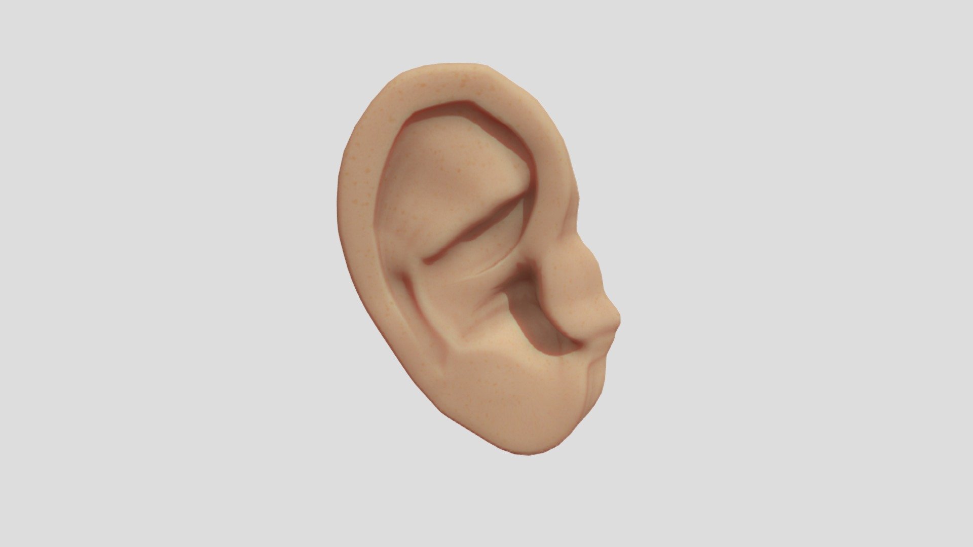 Ear - 3D model by Mareks Pepsis (@marekspepsis) [29fd37b] - Sketchfab