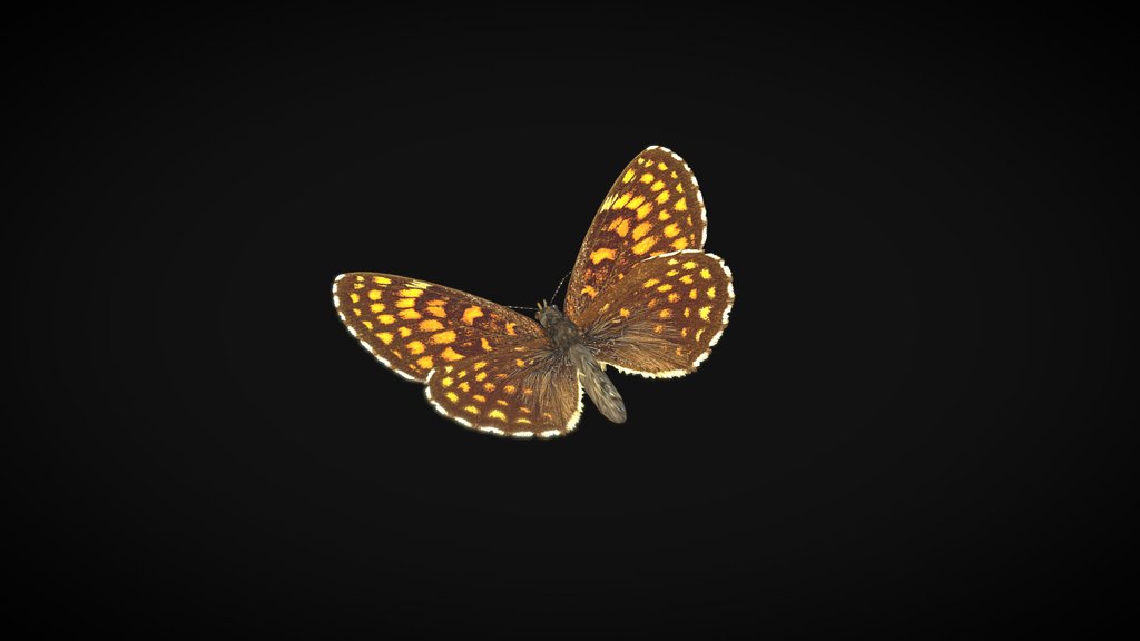 Butterflies and Moths - A 3D model collection by eb78 (@E.A.Cornell ...