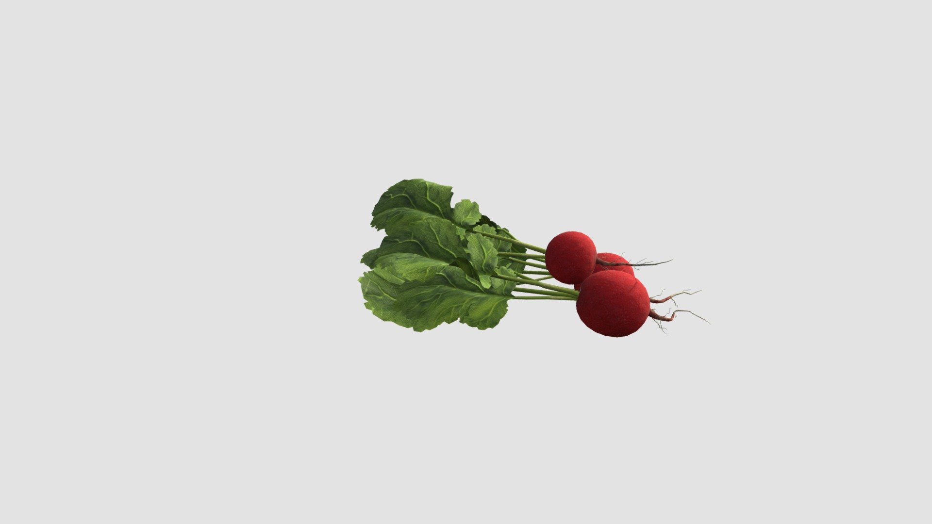 radish - Buy Royalty Free 3D model by Evermotion [2a03c7b] - Sketchfab ...