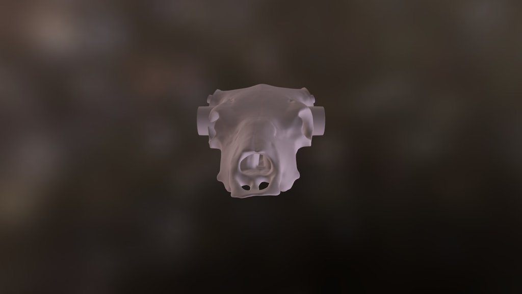 Brahma: Skull - 3D model by Broots (@supreme-value) [2a070e0] - Sketchfab