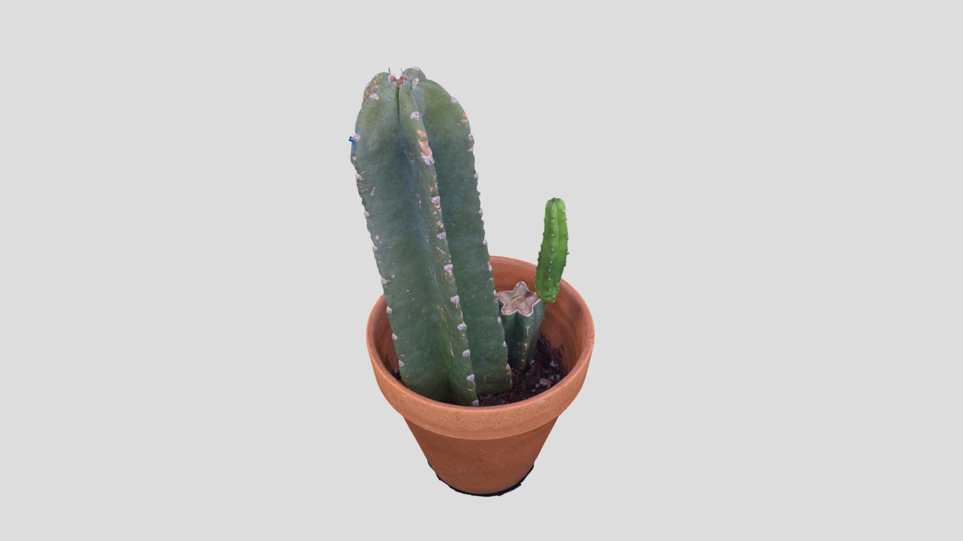 Improved Double Cactus - V2 Work In Progress - 3D model by ...