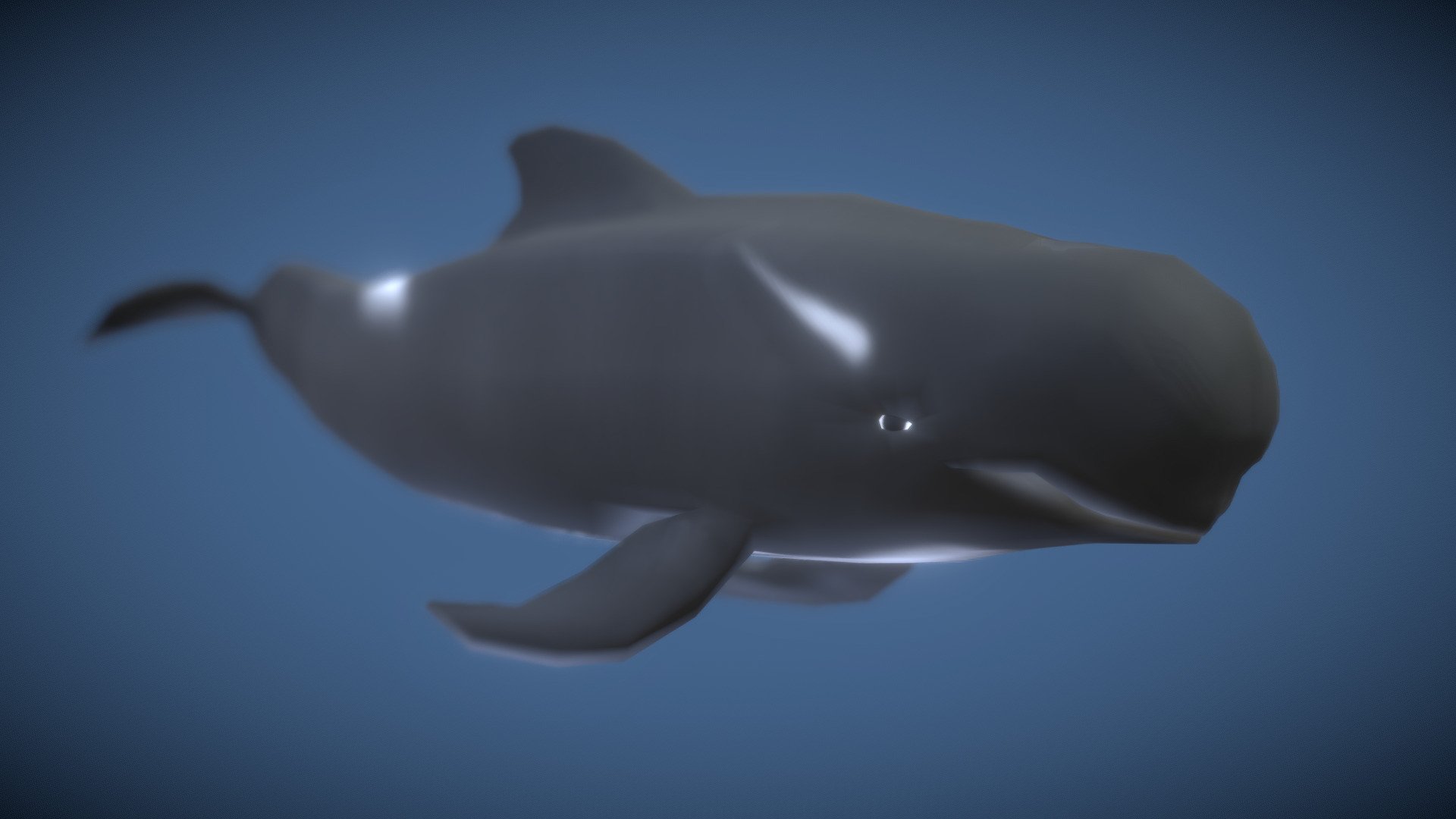 Long-finned Pilot Whale - 3D model by CatfishYAY [2a19ecc] - Sketchfab