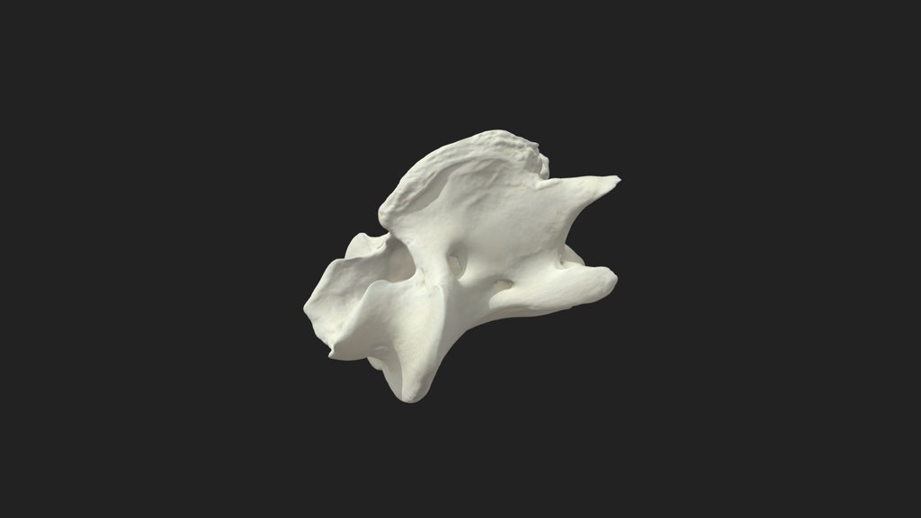 vertebral column sheep - A 3D model collection by vetanatMunich - Sketchfab