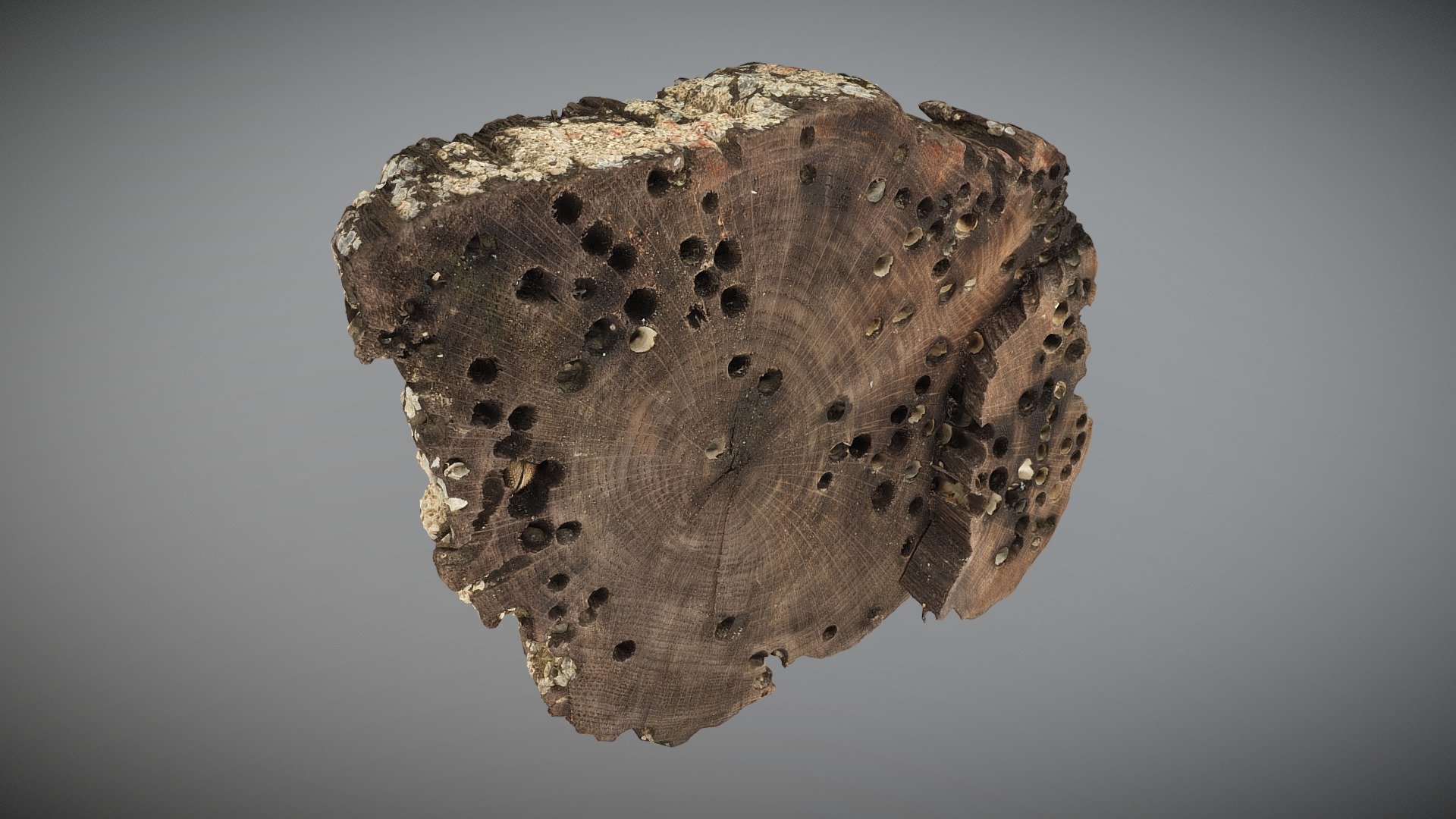 Double Dutch oak futtock #1 (NCN 34303) - Download Free 3D model by ...