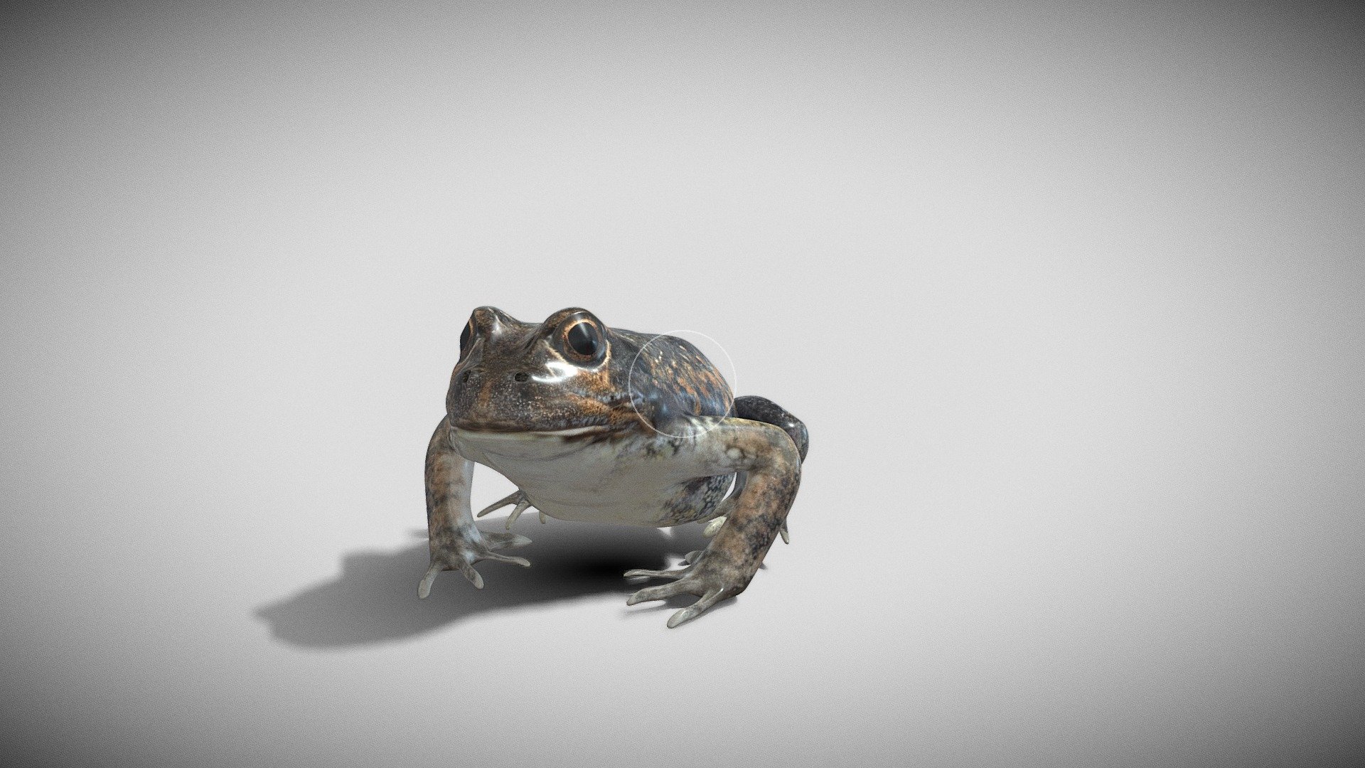Frog - Download Free 3D model by VeeRuby Technologies Pvt Ltd ...