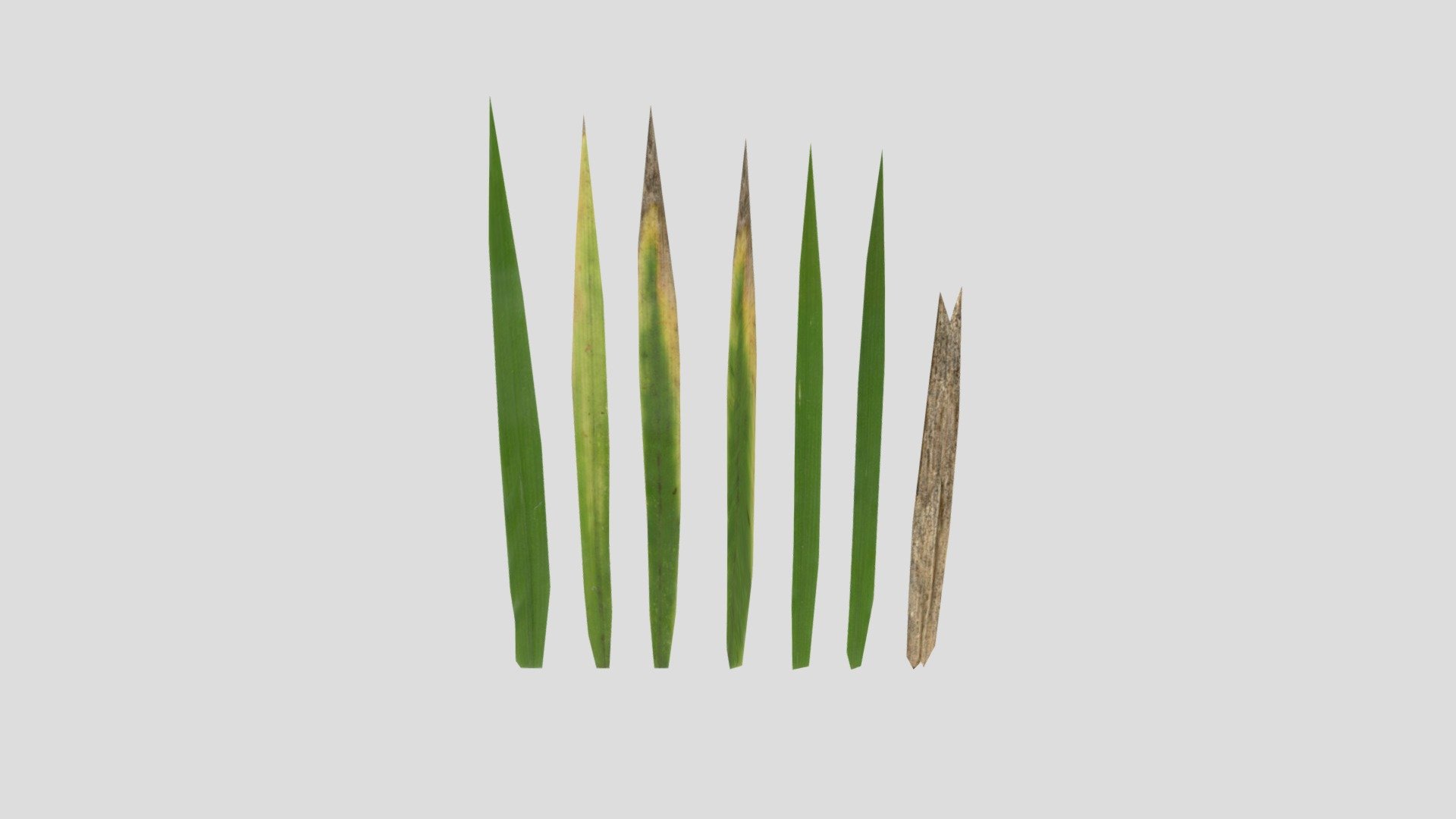 Grass-5 Pack - Download Free 3D model by rileys1000 [2a21e0c] - Sketchfab