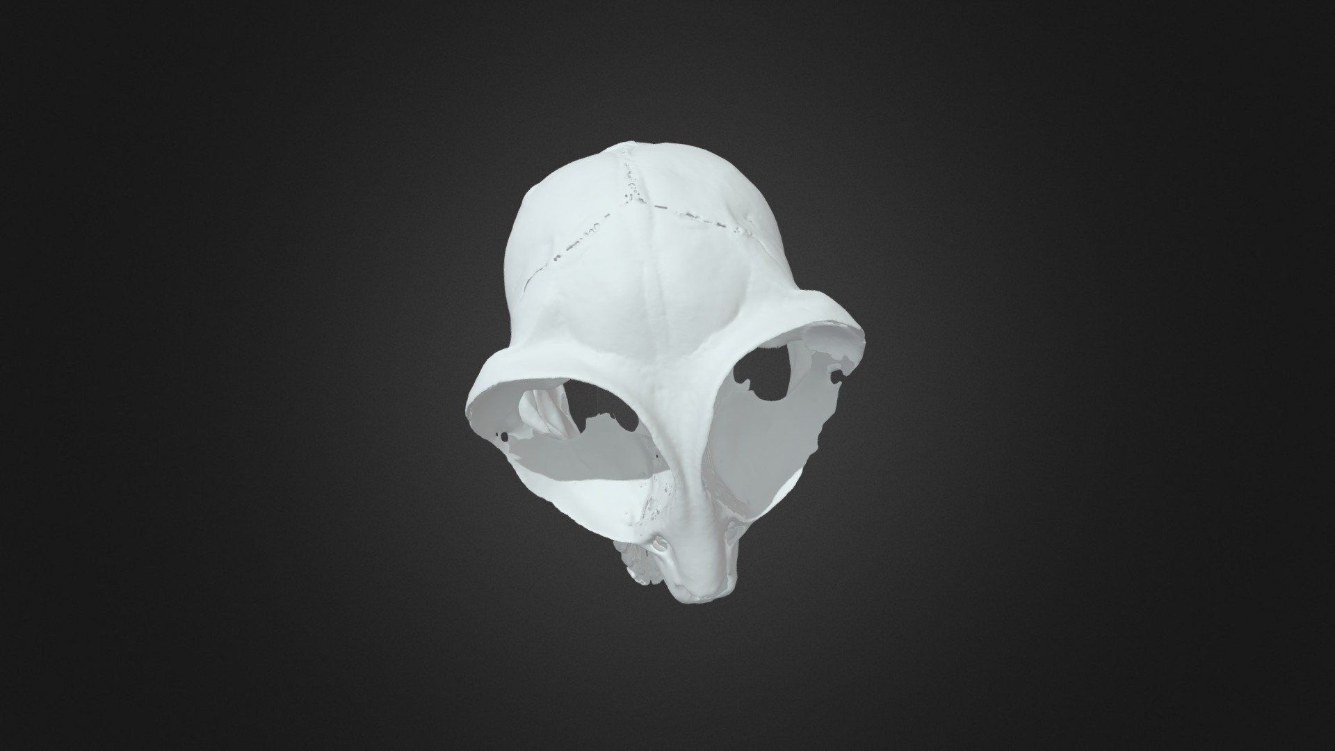 Tarsier - 3D model by pacaucl [2a25c6f] - Sketchfab